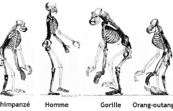 Classification et évolution des Hominidés | La Fondation La main à la pâte